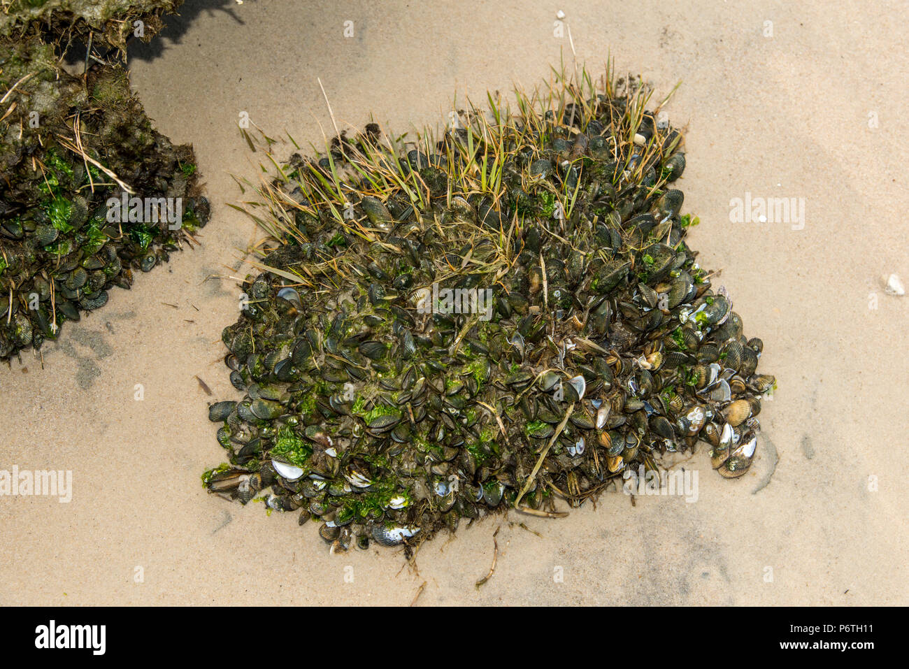 Wave clam texture hi-res stock photography and images - Alamy