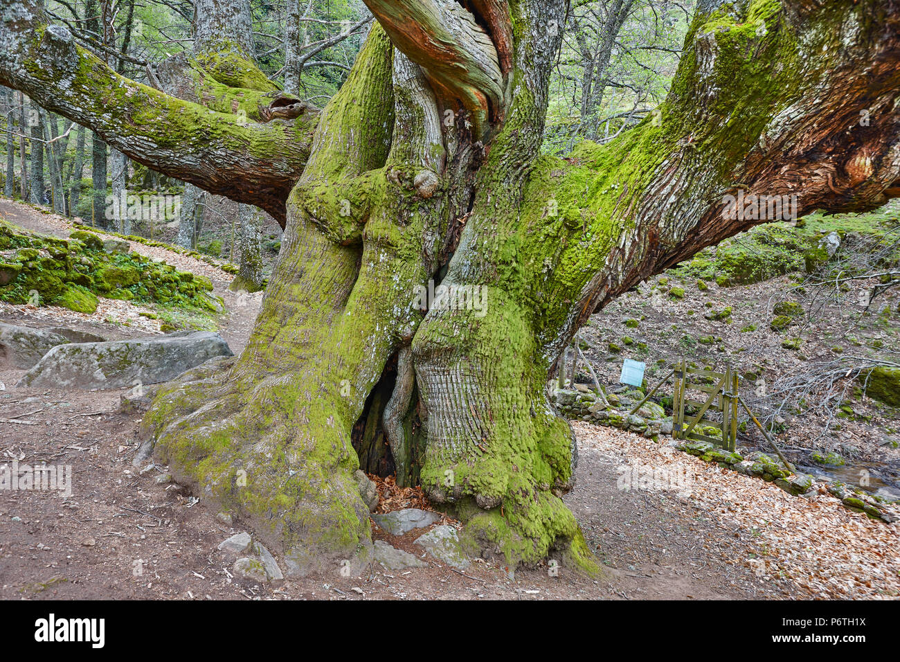 Centuries old chestnut tree on Ambroz valley. Amazing nature. Spain ...