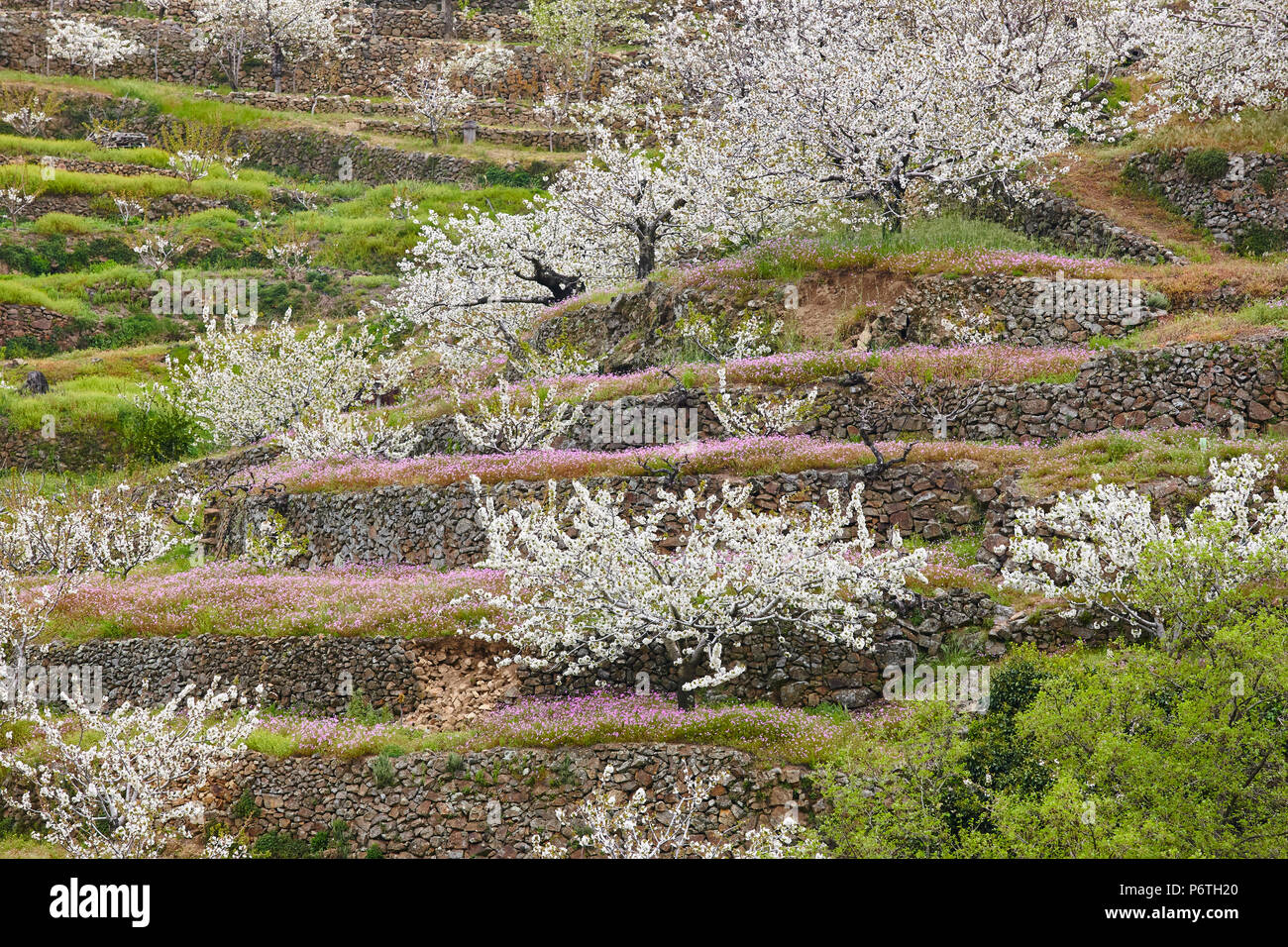 Cherry blossom in Jerte Valley, Caceres. Spring in Spain. Season Stock ...