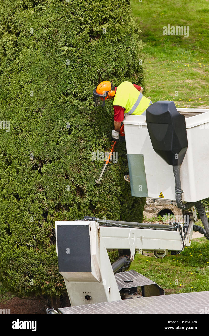 Equiped worker pruning a tree on a crane. Gardening works Stock Photo ...