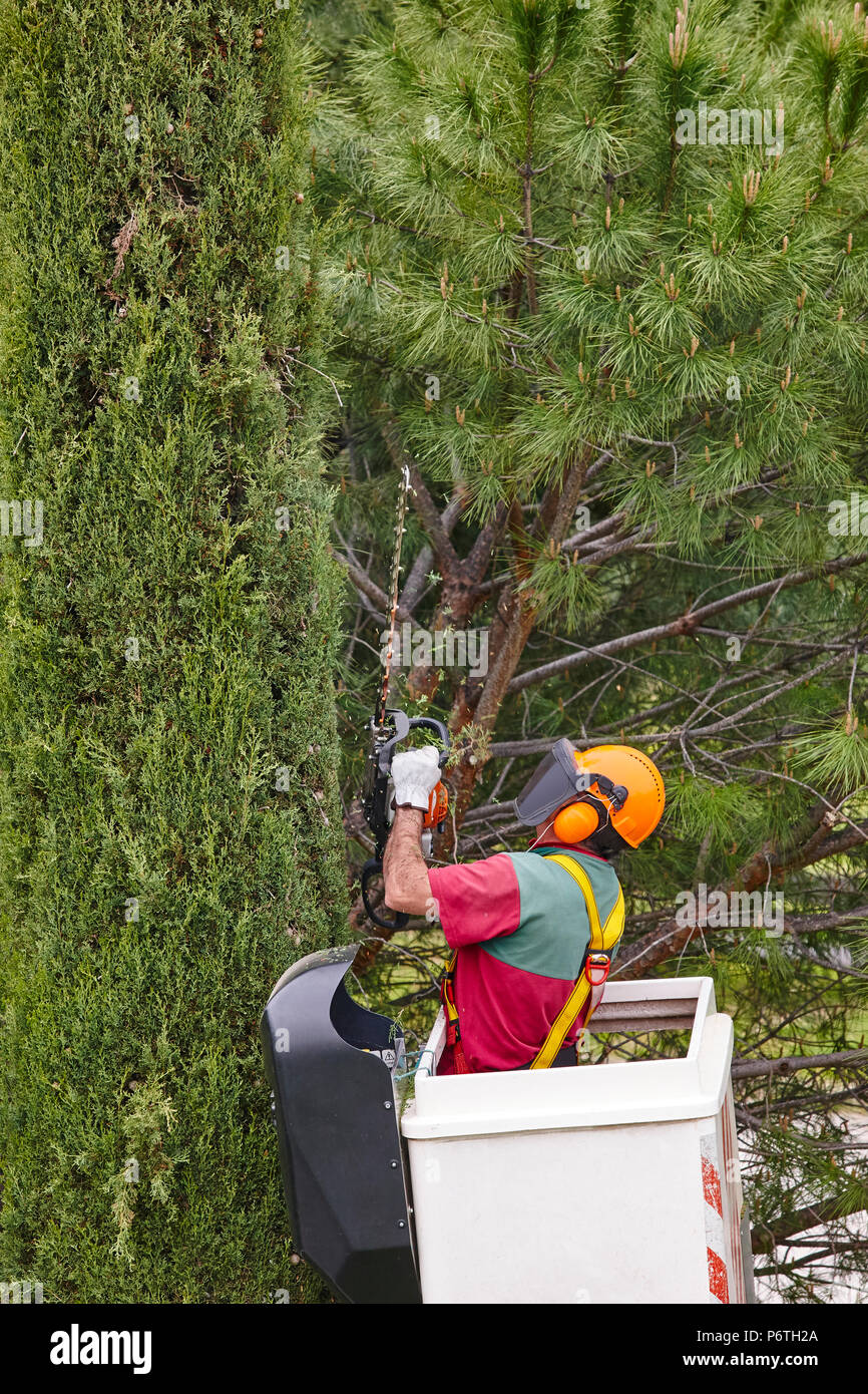 Equiped worker pruning a tree on a crane. Gardening works Stock Photo ...