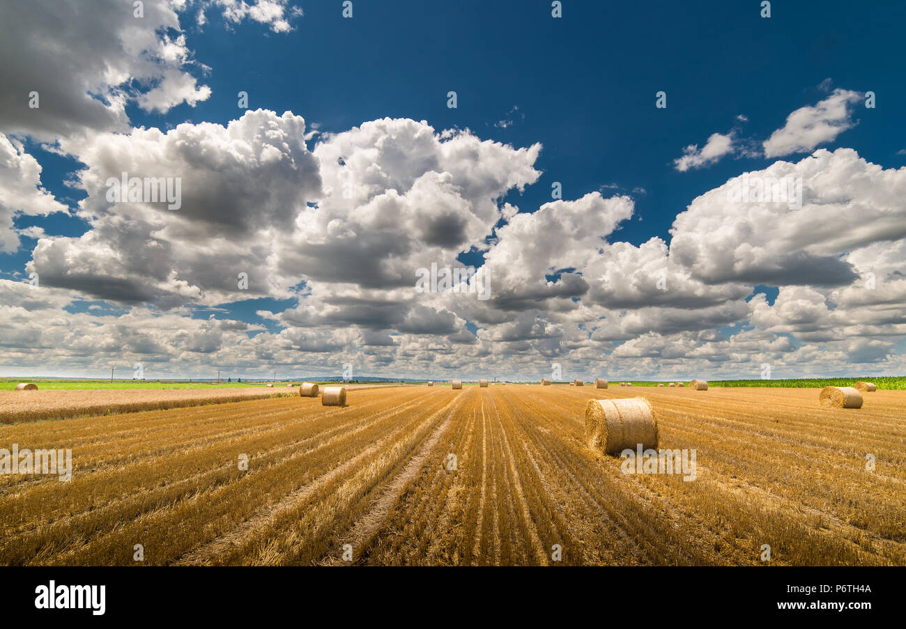 Dry wheat bundles hi-res stock photography and images - Alamy