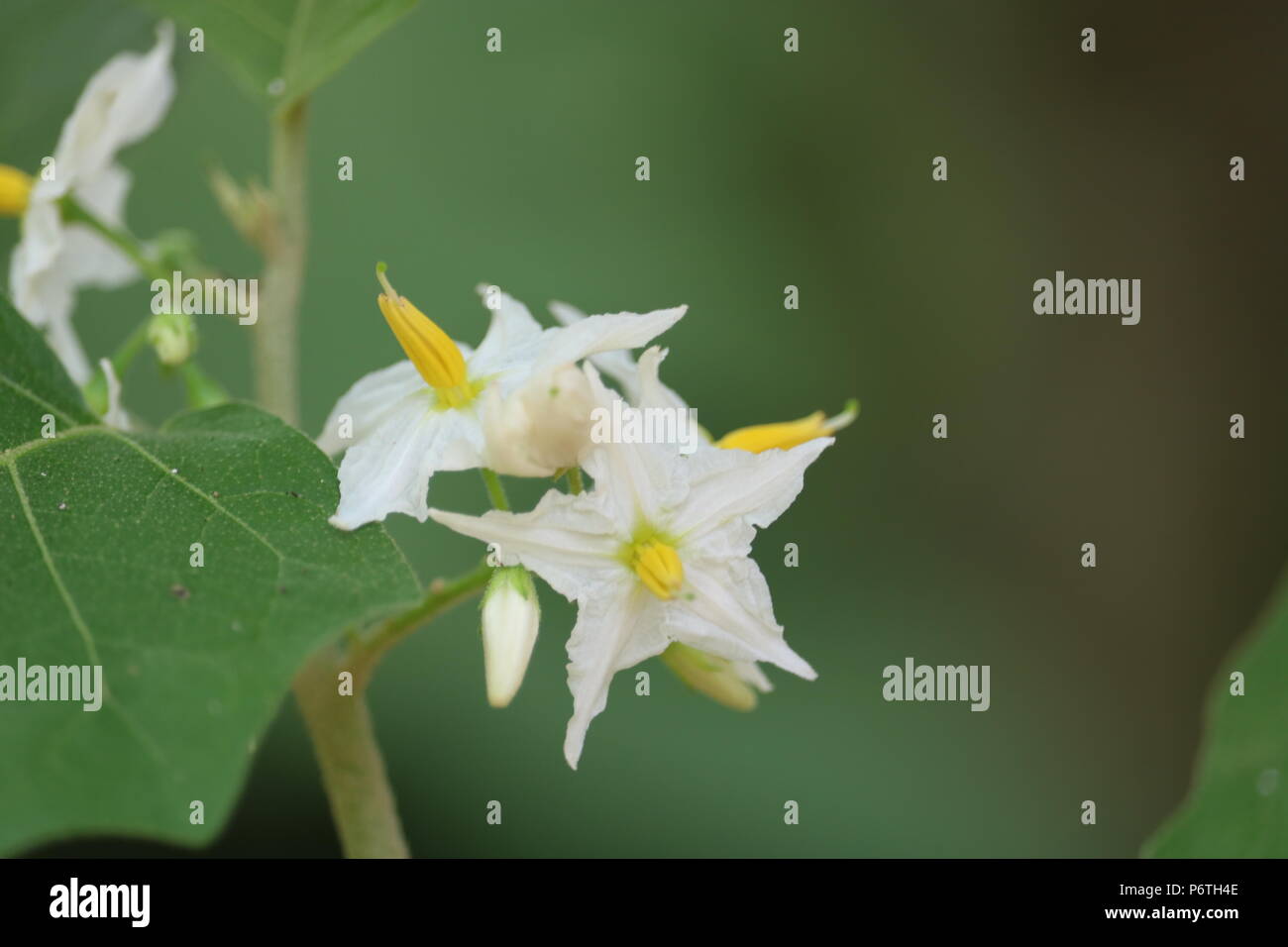 Thibbatu mal hi-res stock photography and images - Alamy