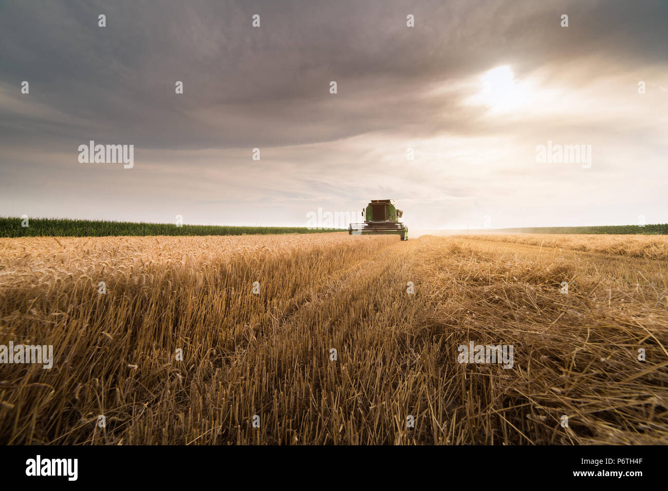 Harvesting of early grains hi-res stock photography and images - Alamy
