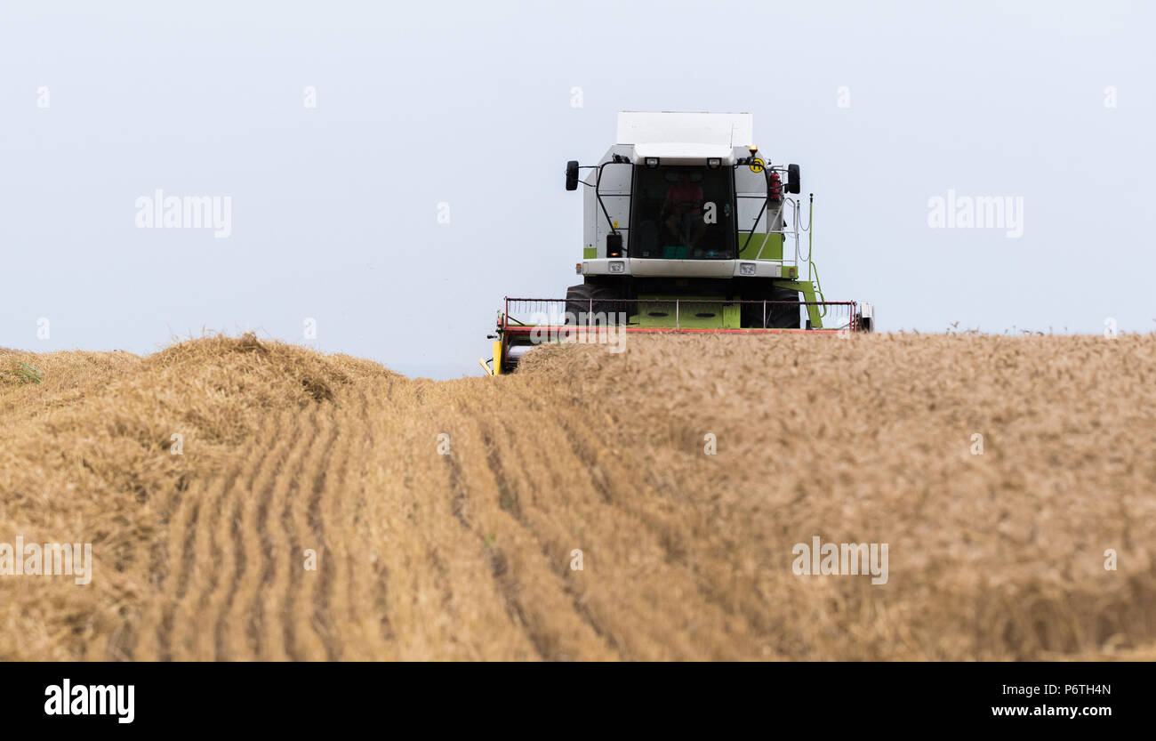 Harvesting of early grains hi-res stock photography and images - Alamy