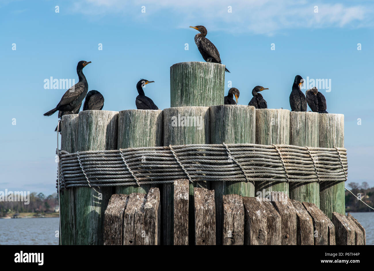 Black ducks standing on a ferry dock pier Stock Photo - Alamy
