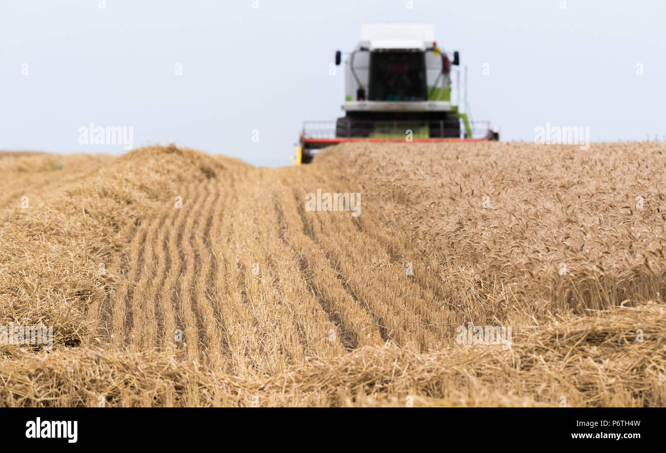 Harvesting of early grains hi-res stock photography and images - Alamy