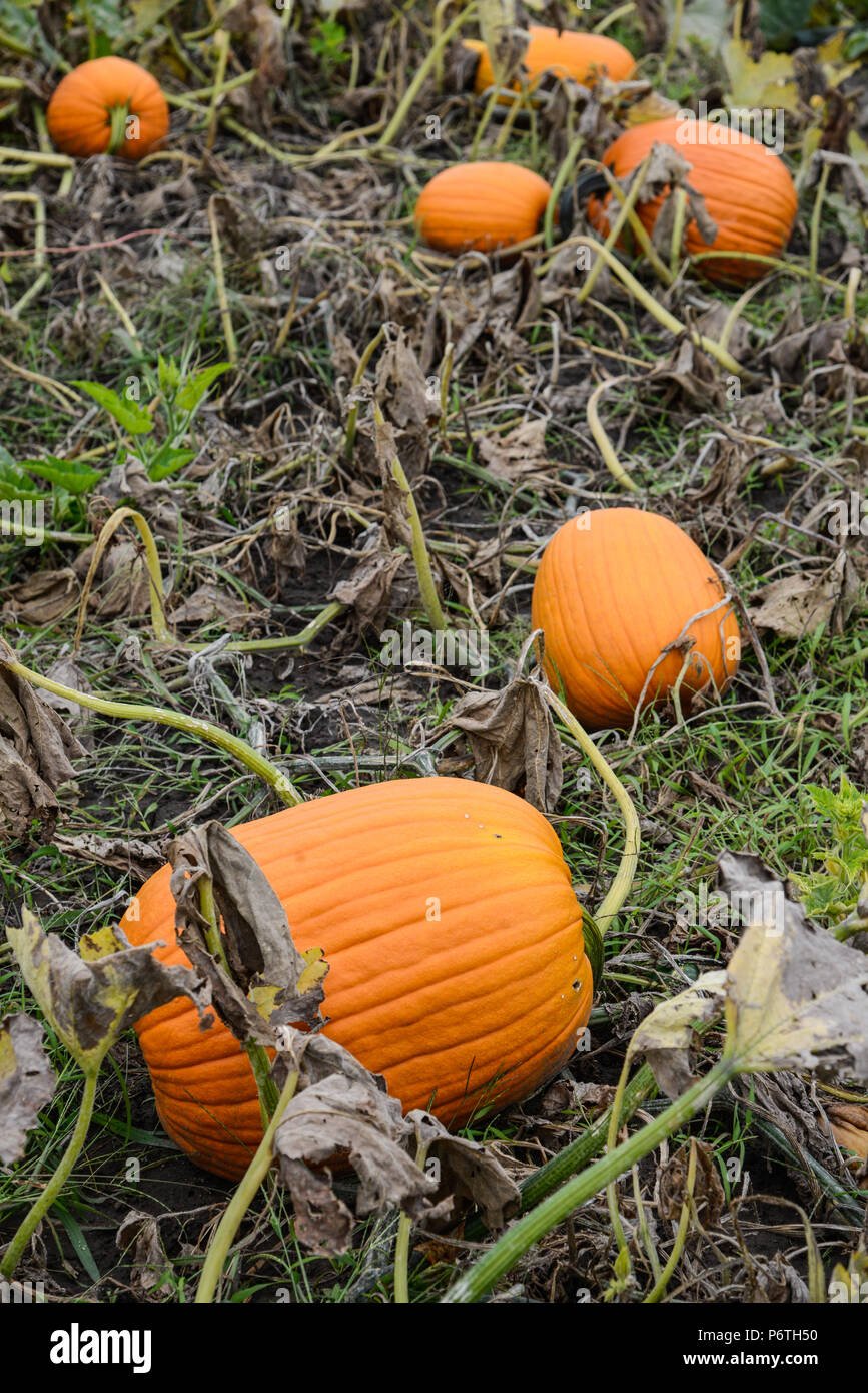 Pumpkin growing in a garden Stock Photo - Alamy