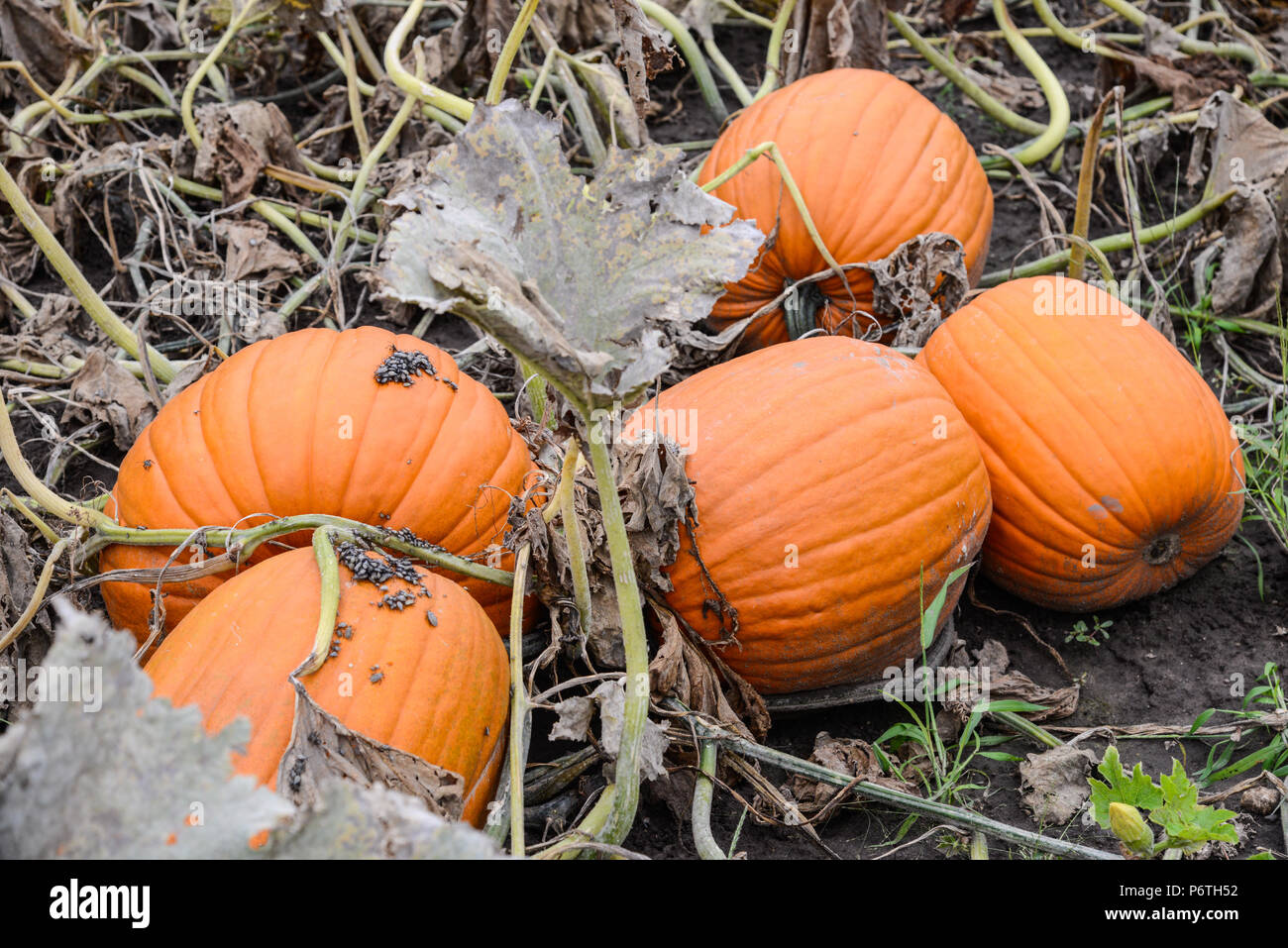 Pumpkin growing in a garden Stock Photo - Alamy