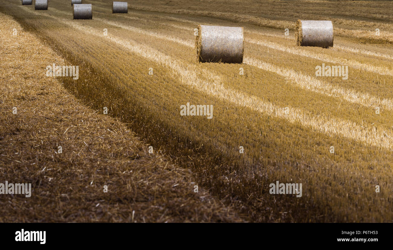 Beautiful landscape of agricultural wheat field - Round bundles of dry ...