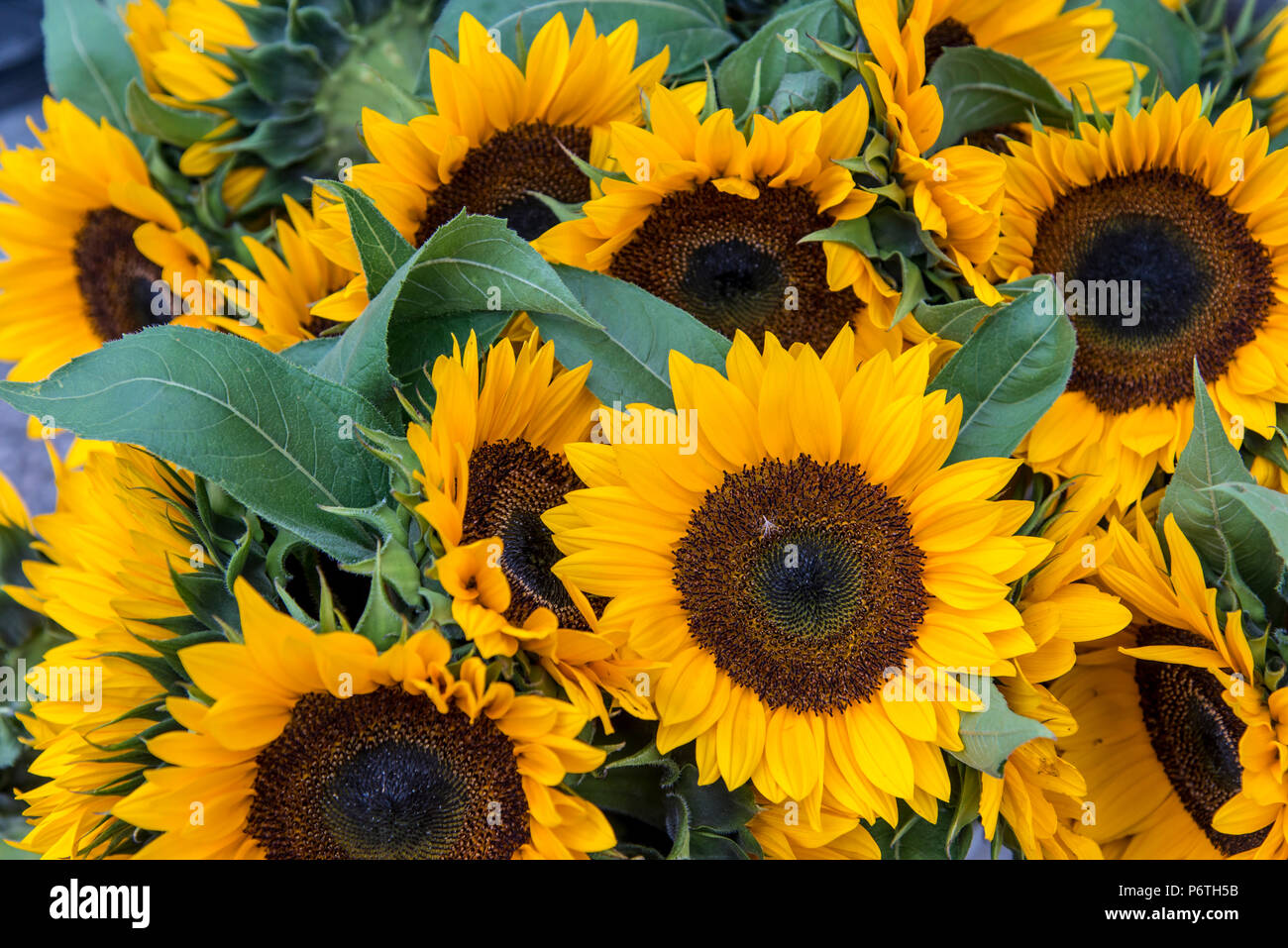 Harvest nature sunflowers growth hi-res stock photography and images ...