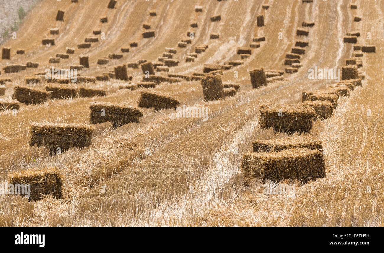Many bales wheat straw rolls hi-res stock photography and images - Alamy