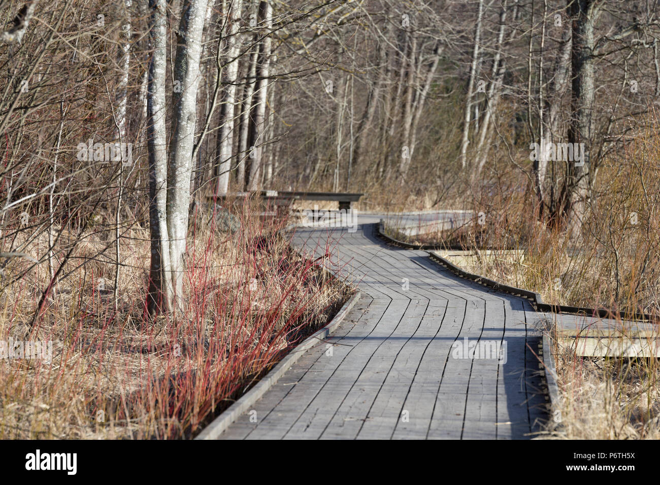 Wooden walking path in aspen wood on early spring Stock Photo - Alamy