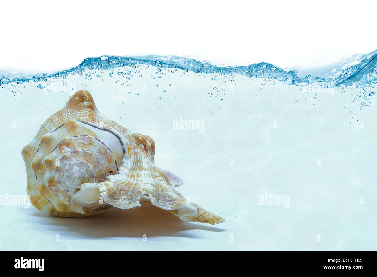 Ocean seashell hi-res stock photography and images - Alamy