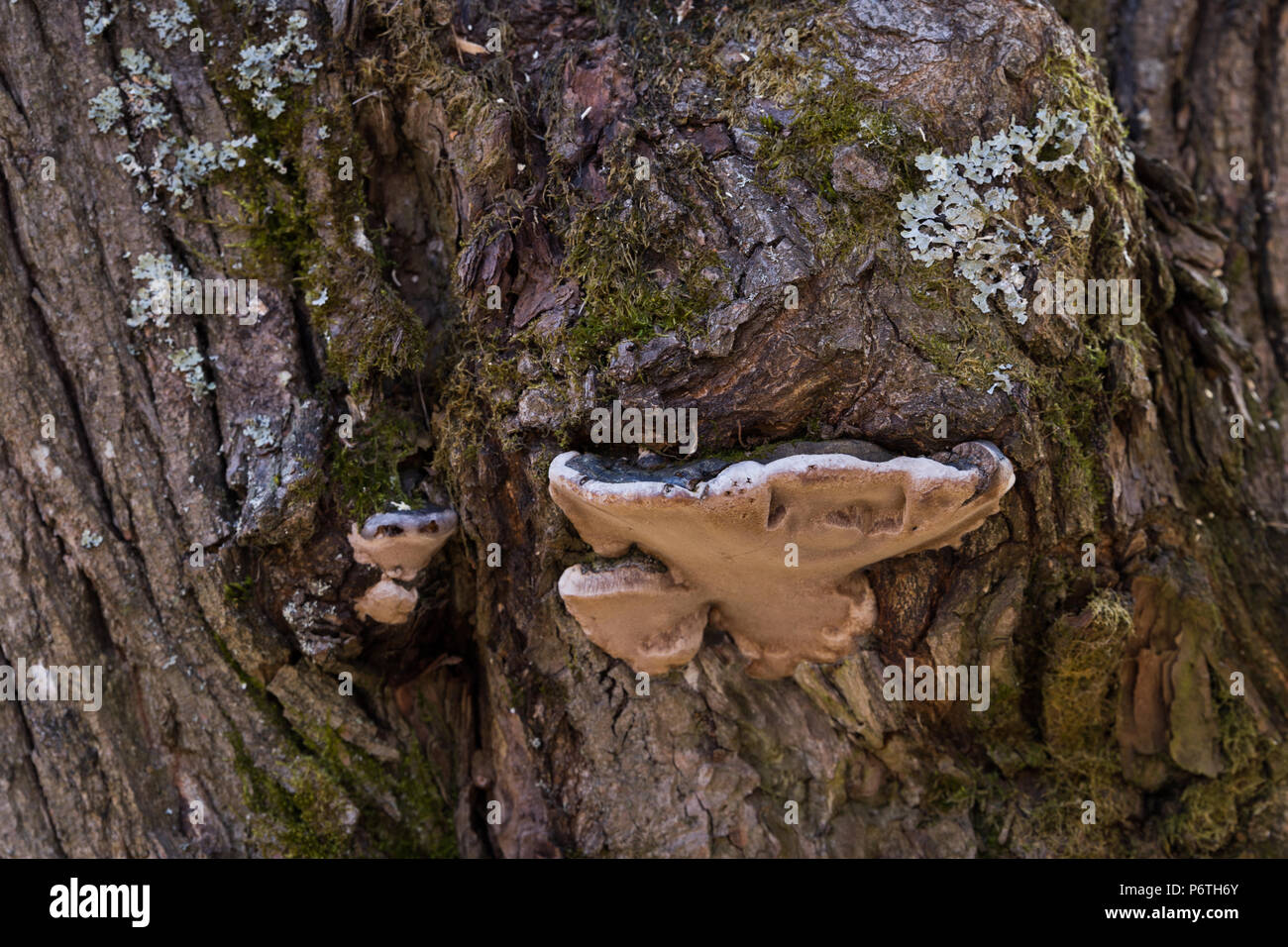Conk fungi bracket hi-res stock photography and images - Alamy