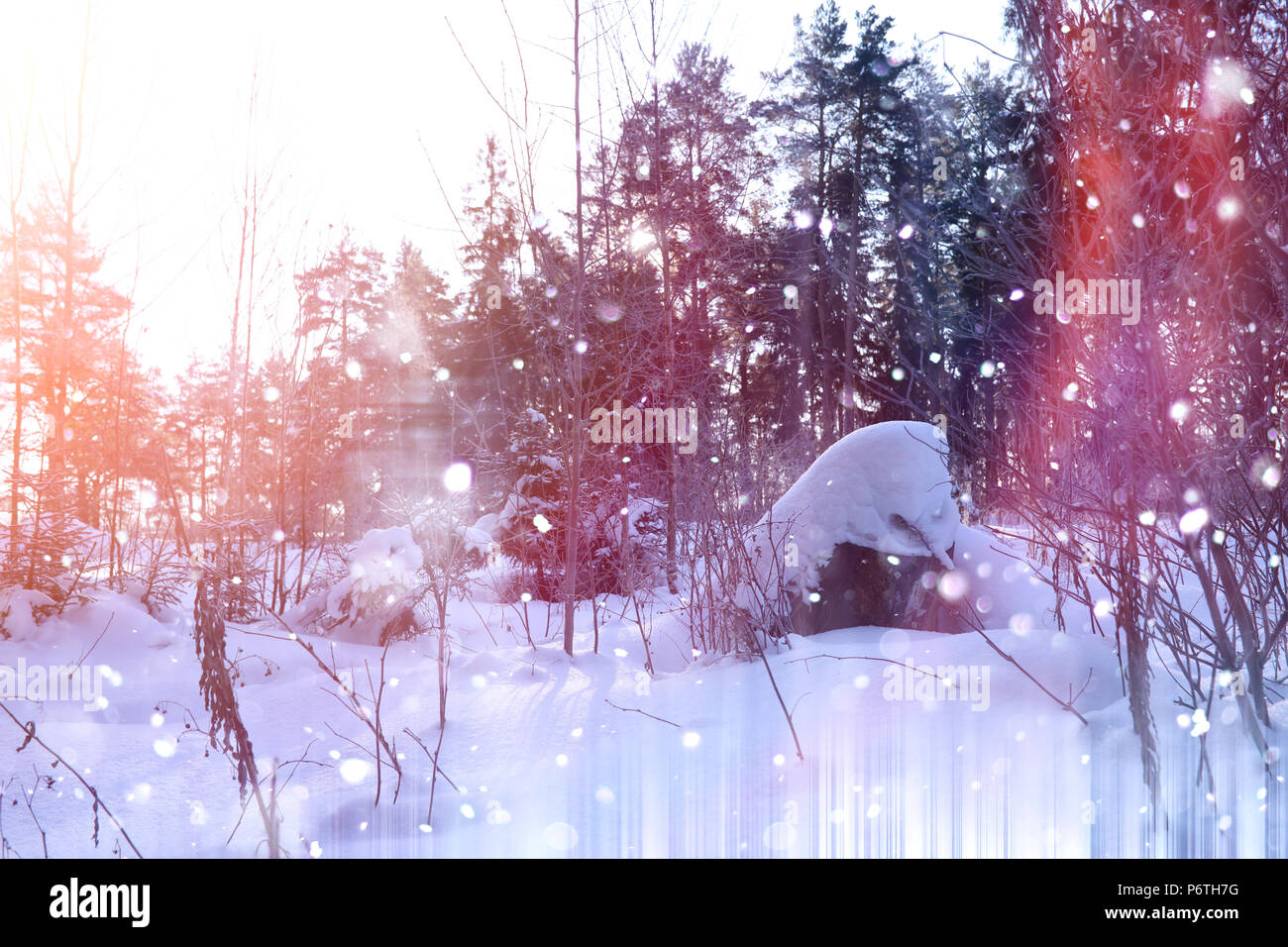 Winter forest on a sunny day. Landscape in the forest on a snowy ...