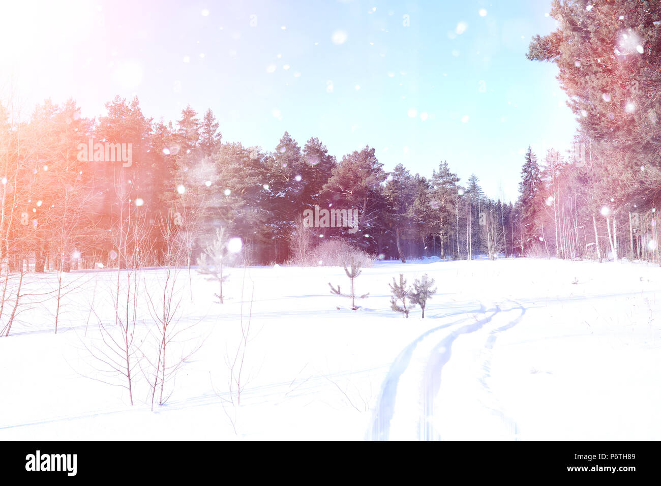 Winter forest on a sunny day. Landscape in the forest on a snowy ...