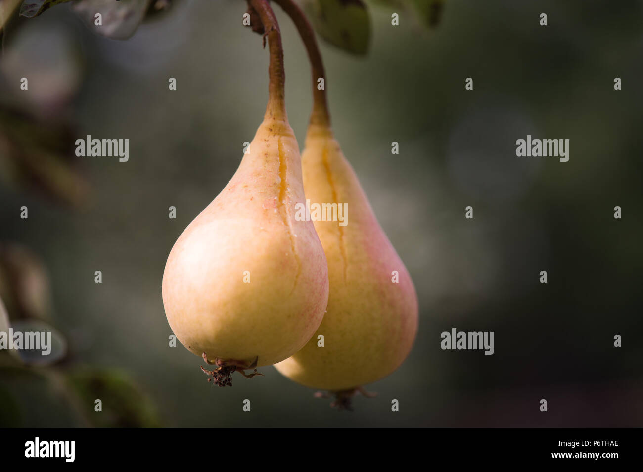 Pear tree branches hi-res stock photography and images - Alamy