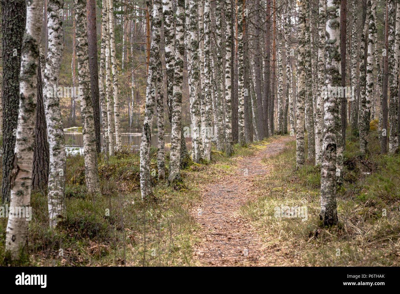 Pathway to dark birch forest with young trees and river behind them ...
