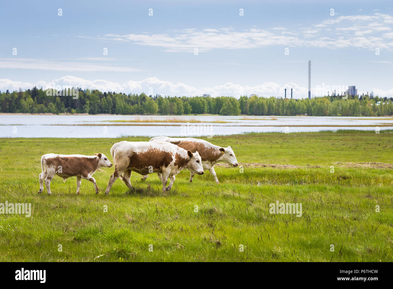 Finnish dairy cattle on pasture on sunny summer day Stock Photo - Alamy