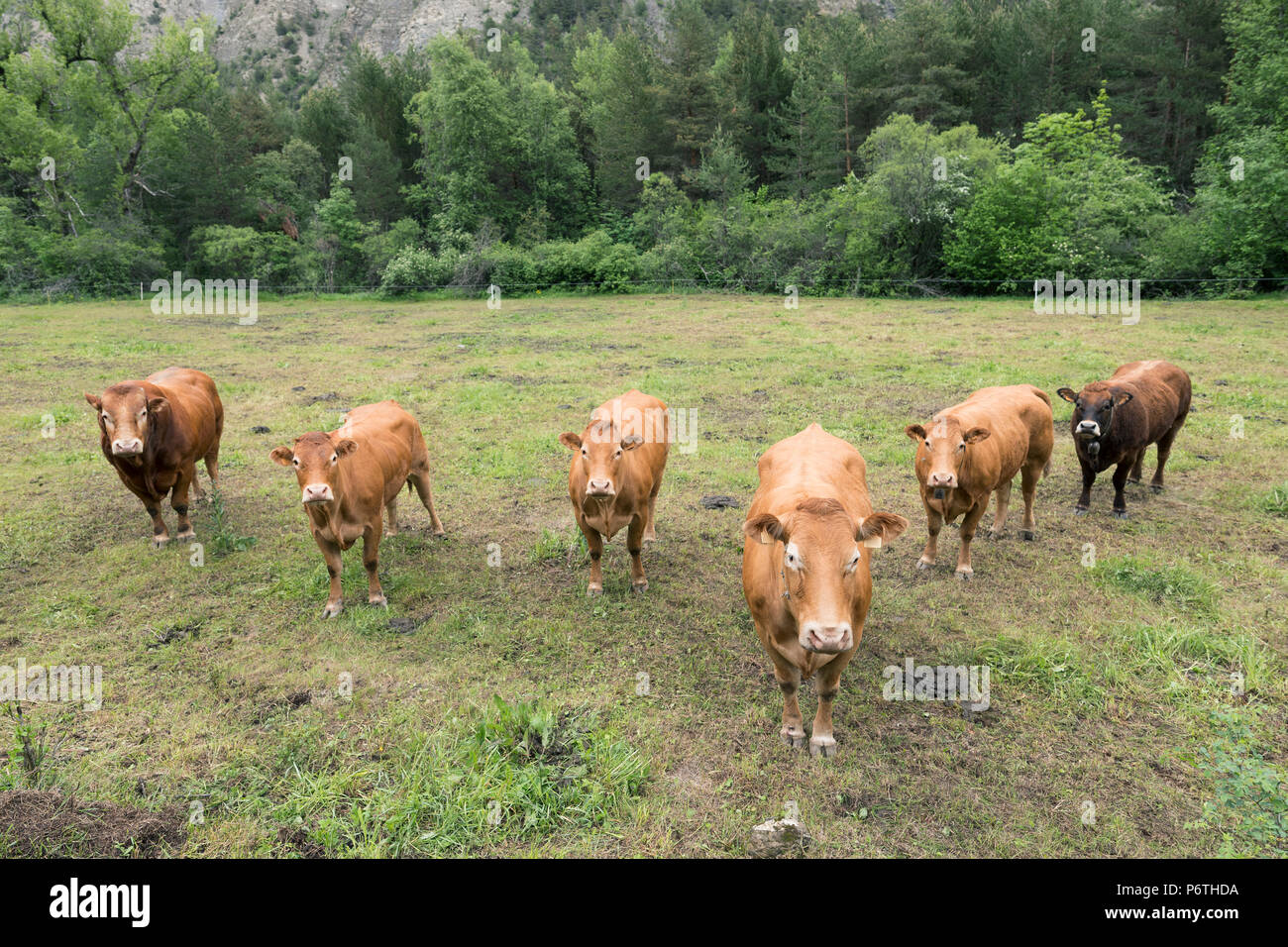 limousin cows and bull in countryside meadow of haute provence in ...