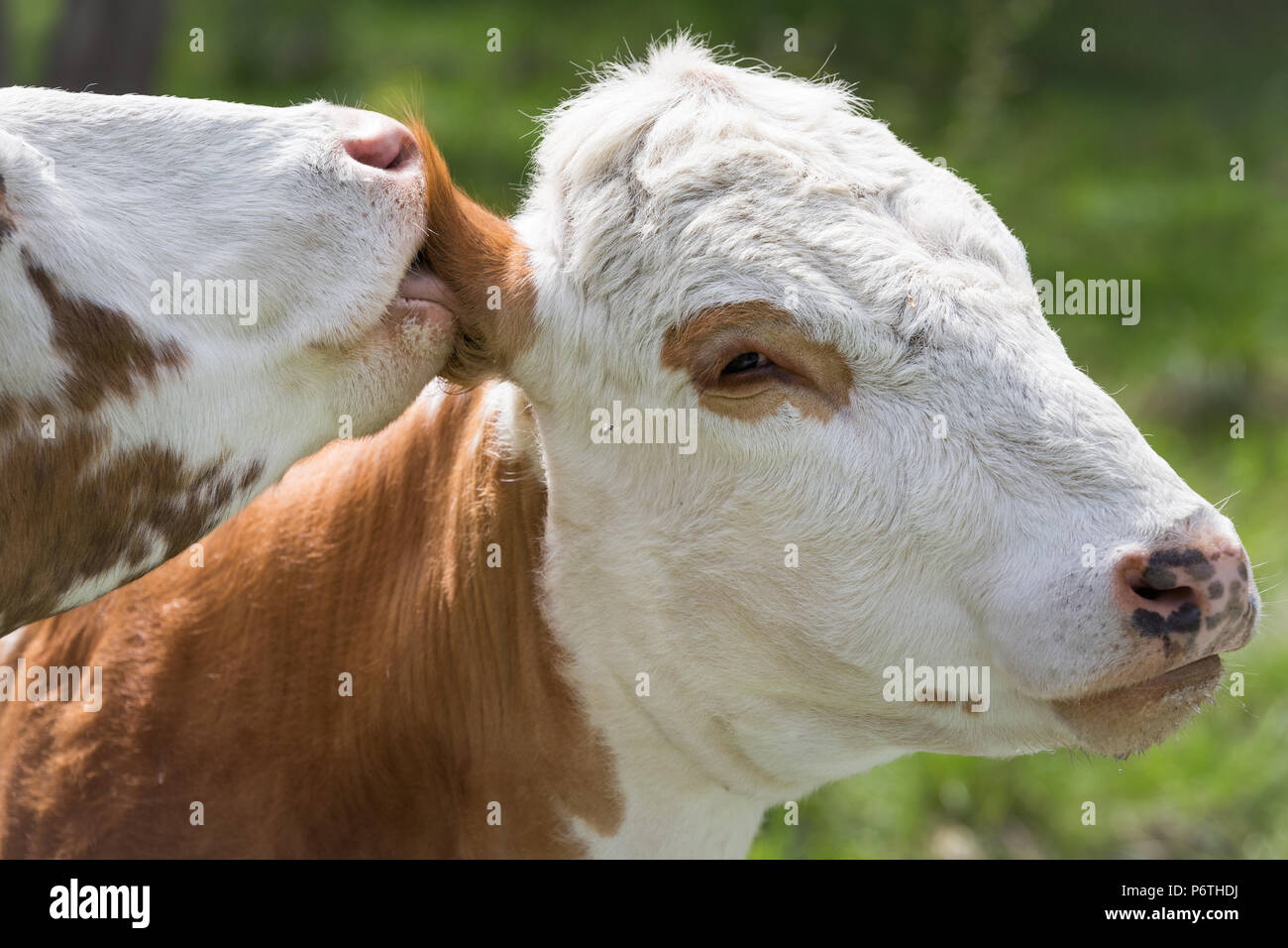 Eastern finncattle hi-res stock photography and images - Alamy