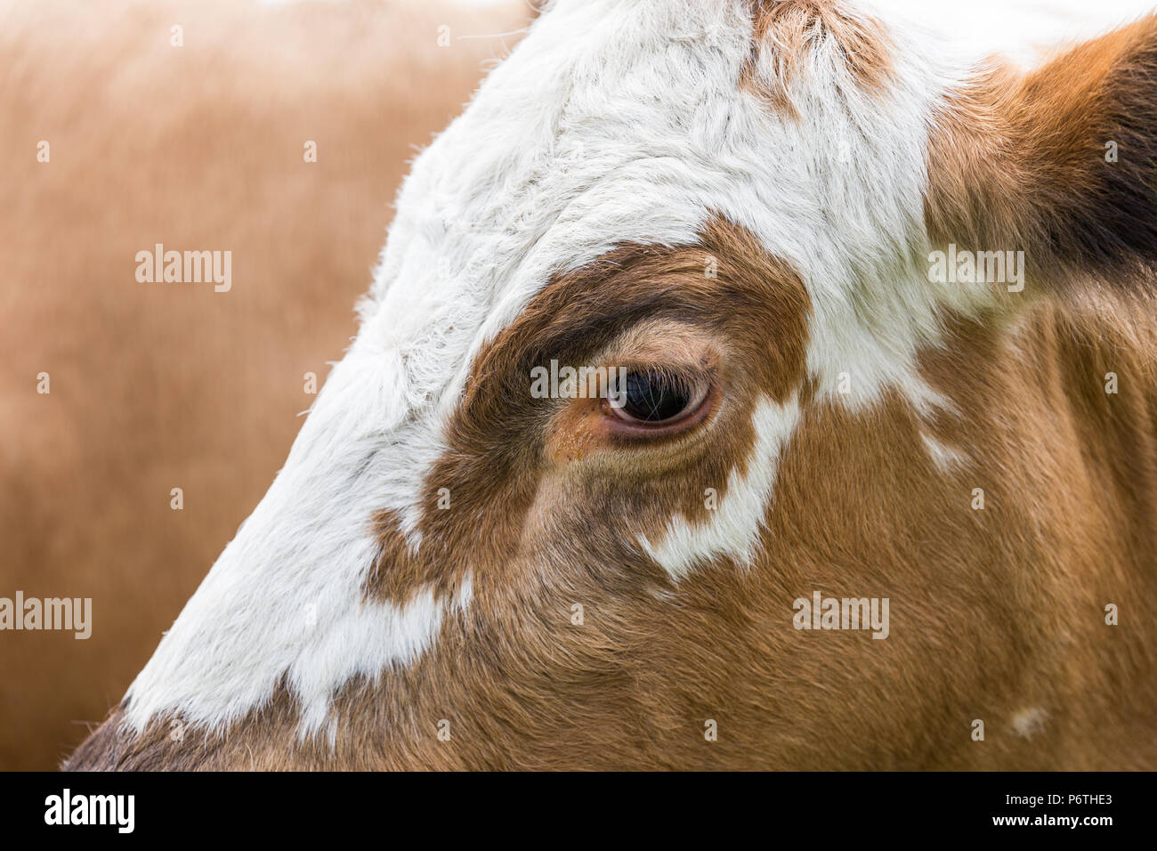 Light brown cow close hi-res stock photography and images - Alamy