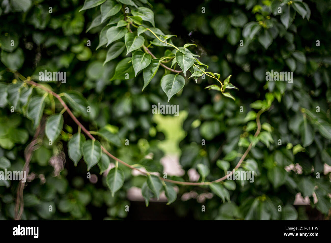 Green climber twigs on front of foliage Stock Photo - Alamy