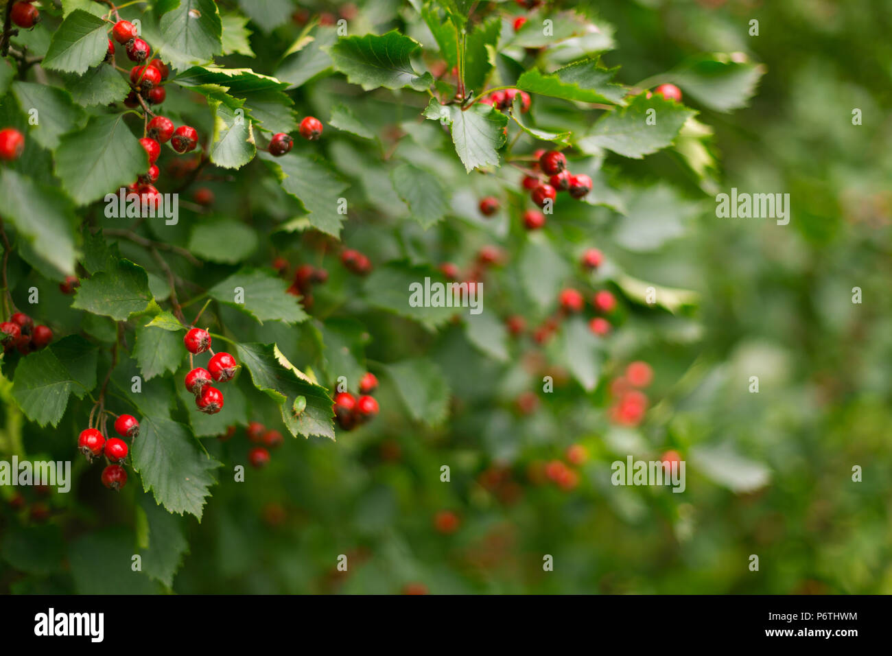 Common hawthorn green leaves and red berries, Crataegus monogyna Stock ...