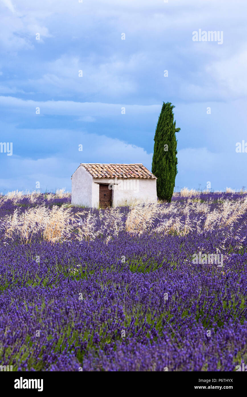 Old barn in the lavender field, Valensole, Provence, France Stock Photo ...