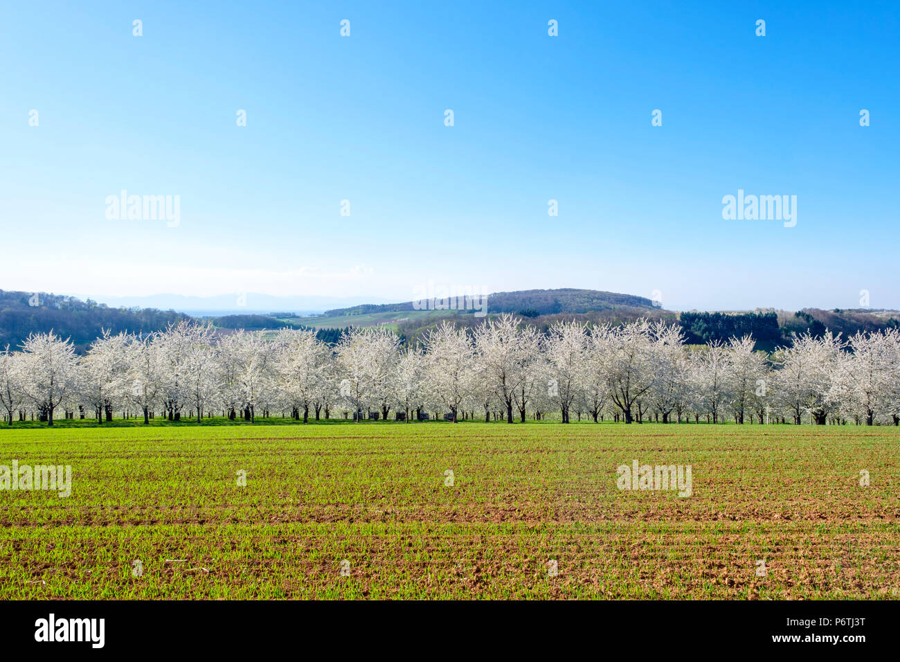 Kirschblutental hi-res stock photography and images - Alamy