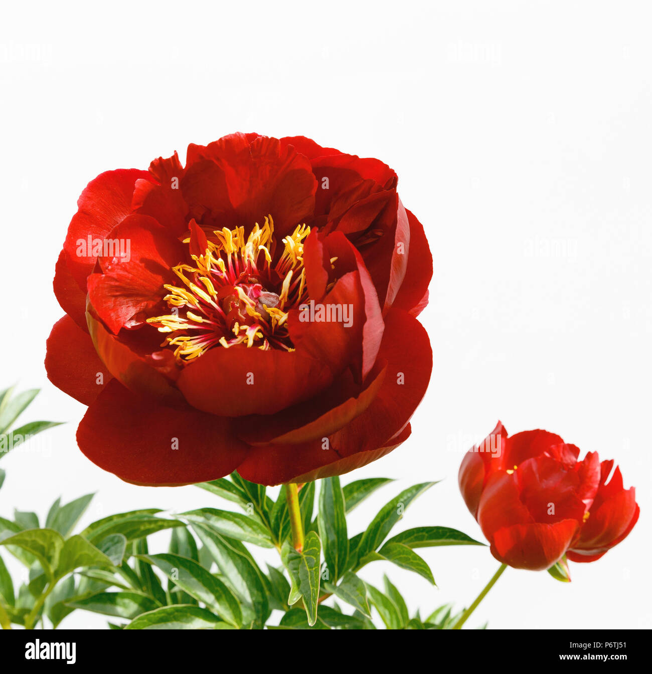Red peonies hi-res stock photography and images - Alamy