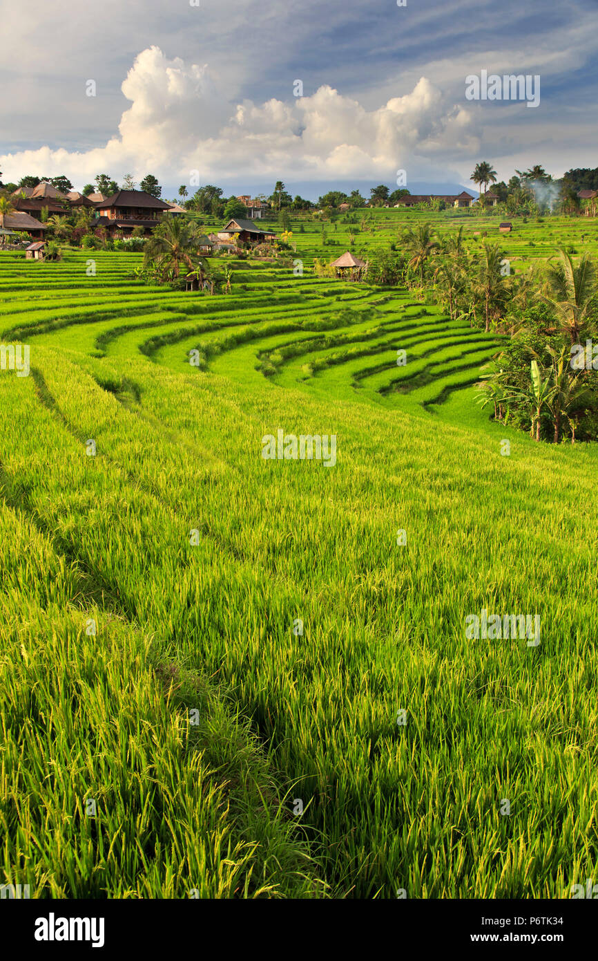 Indonesia, Bali, Sidemen Valley, Rice Fields Stock Photo - Alamy