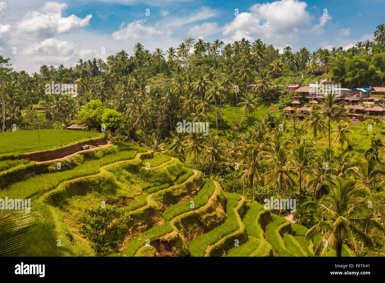 Bali, Indonesia, South East Asia. The paddy fields at the Tegalalang ...
