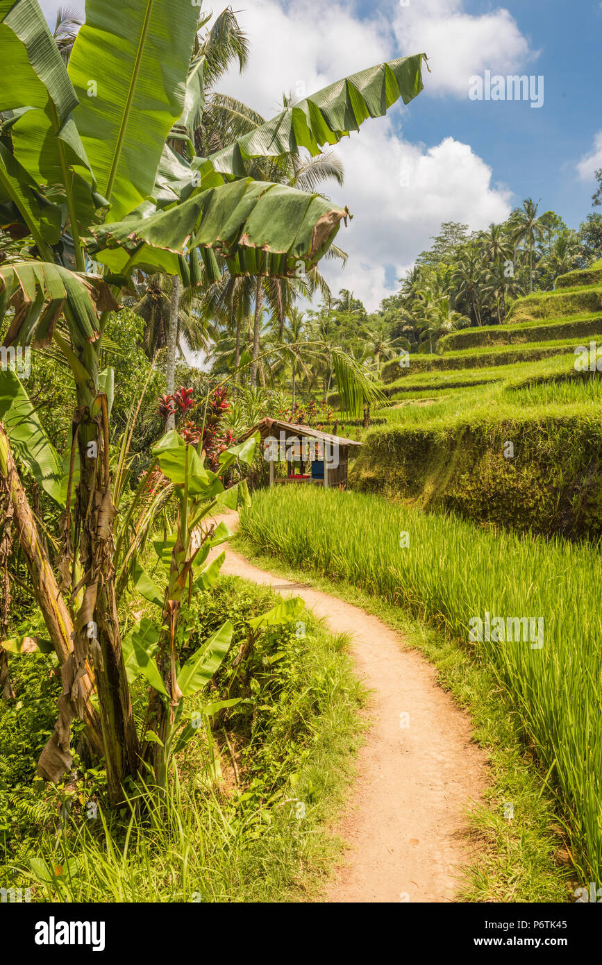 Bali, Indonesia, South East Asia. The paddy fields at the Tegalalang ...