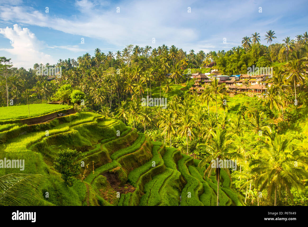 Bali, Indonesia, South East Asia. The paddy fields at the Tegalalang ...