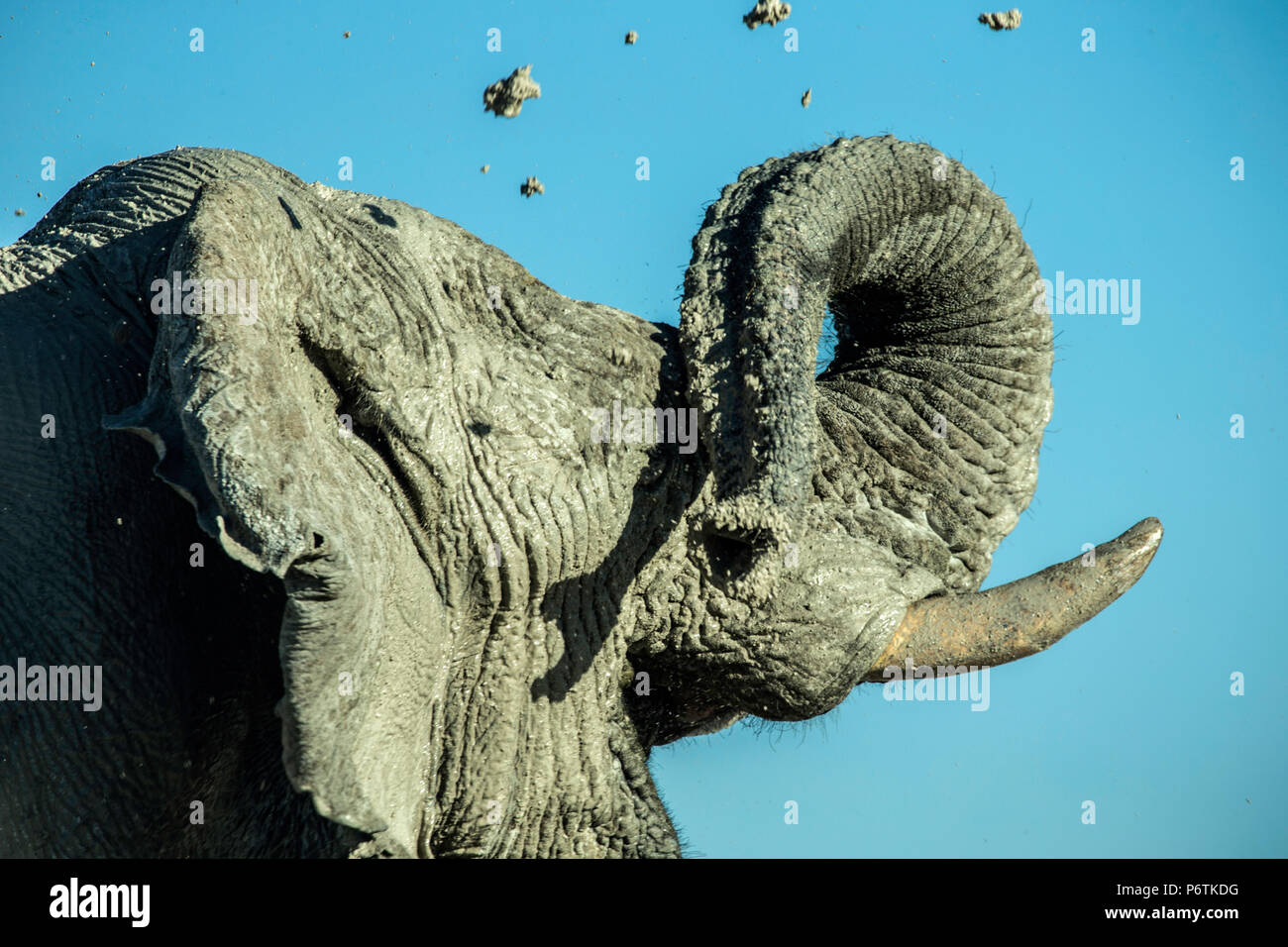 Elephant with curled trunk hi-res stock photography and images - Alamy