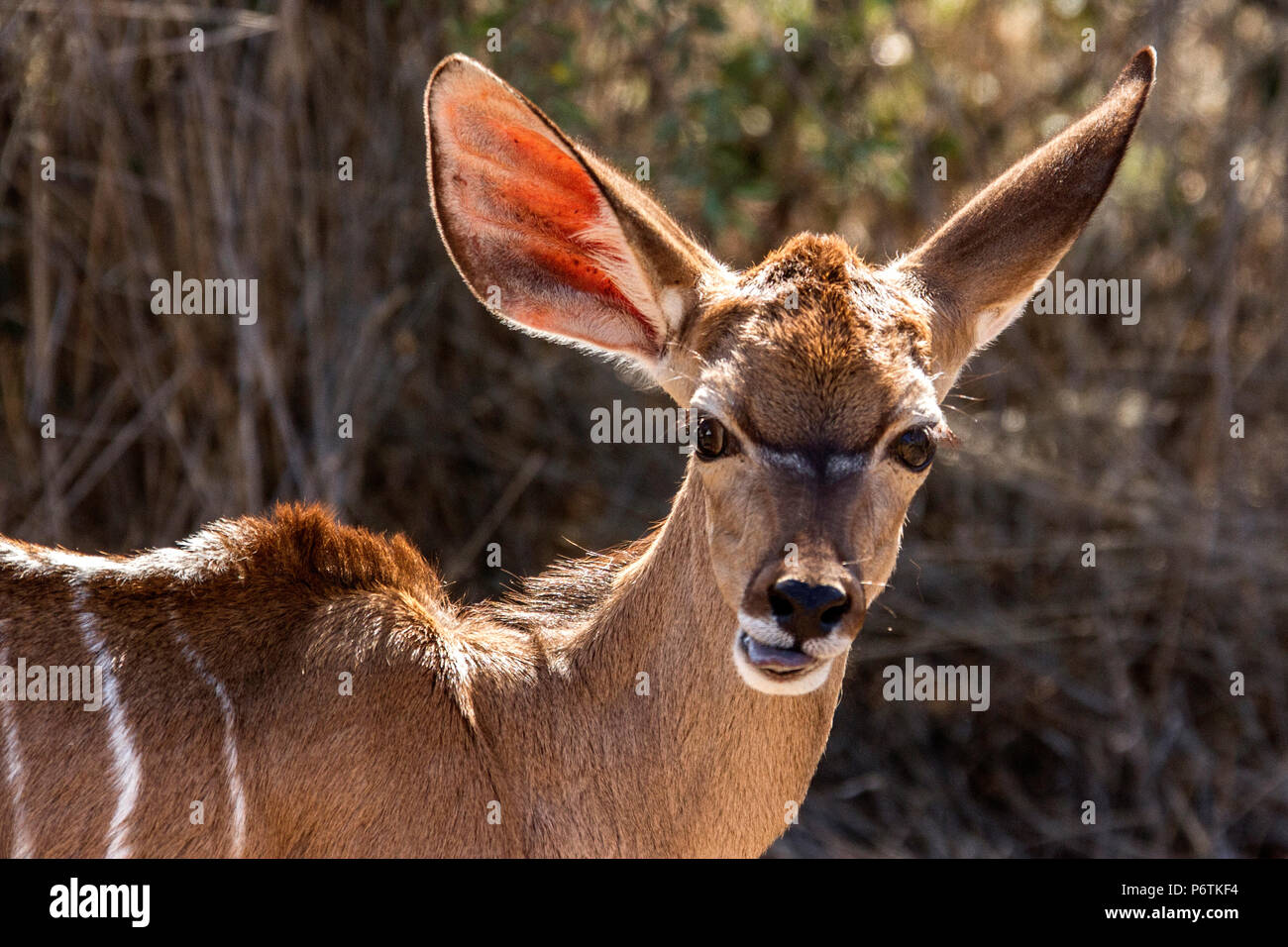 Baby Kudu
