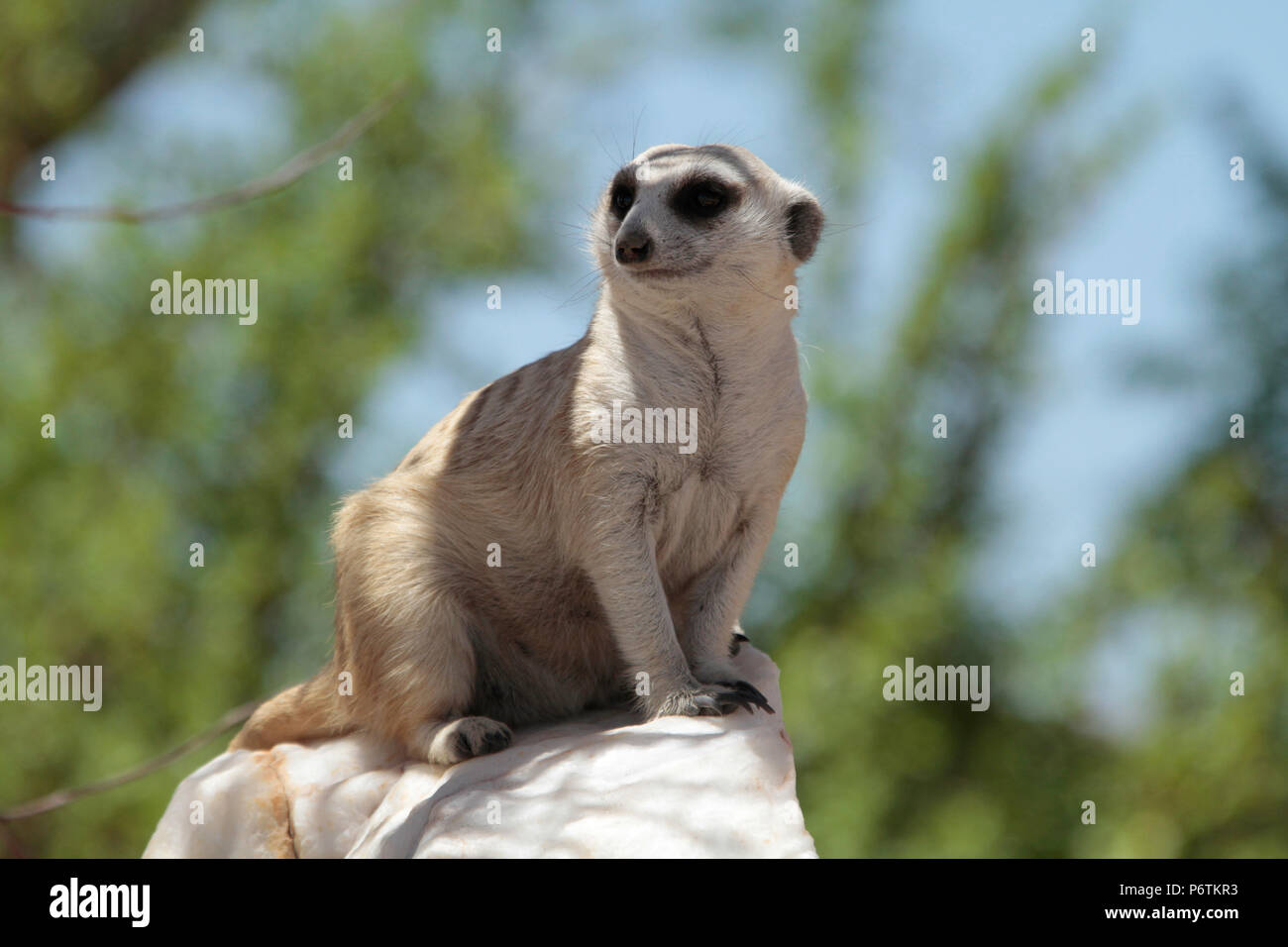 Meerkat or Suricat - Suricata suricatta - crouched on white, quartz ...