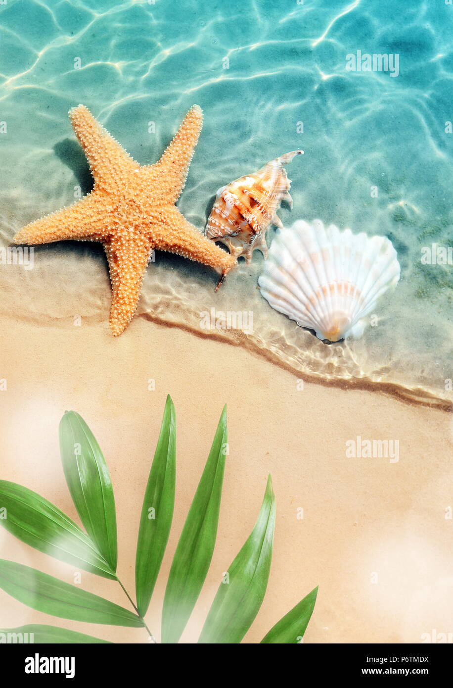 Starfish And Seashells On The Beach