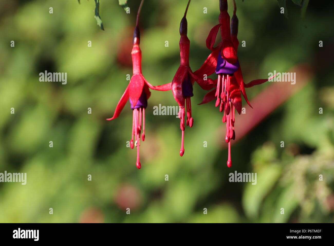 White Park Bay Stock Photo - Alamy