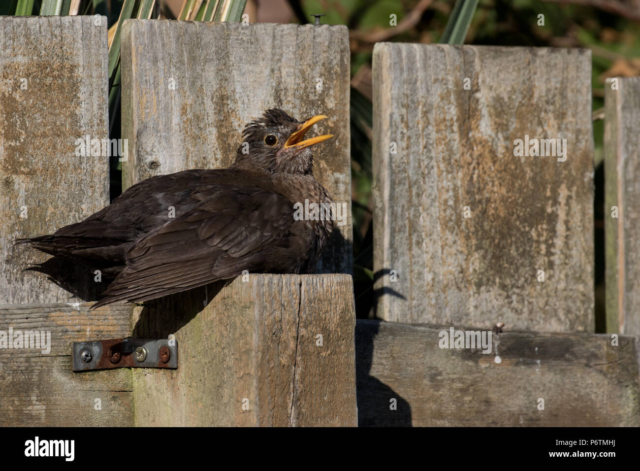 Blackbird sunbathing hi-res stock photography and images - Alamy