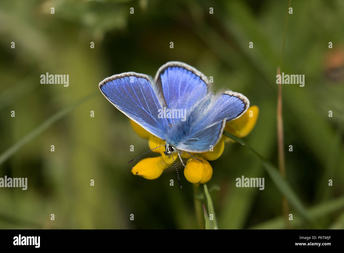Common Blue butterfly (male Stock Photo - Alamy