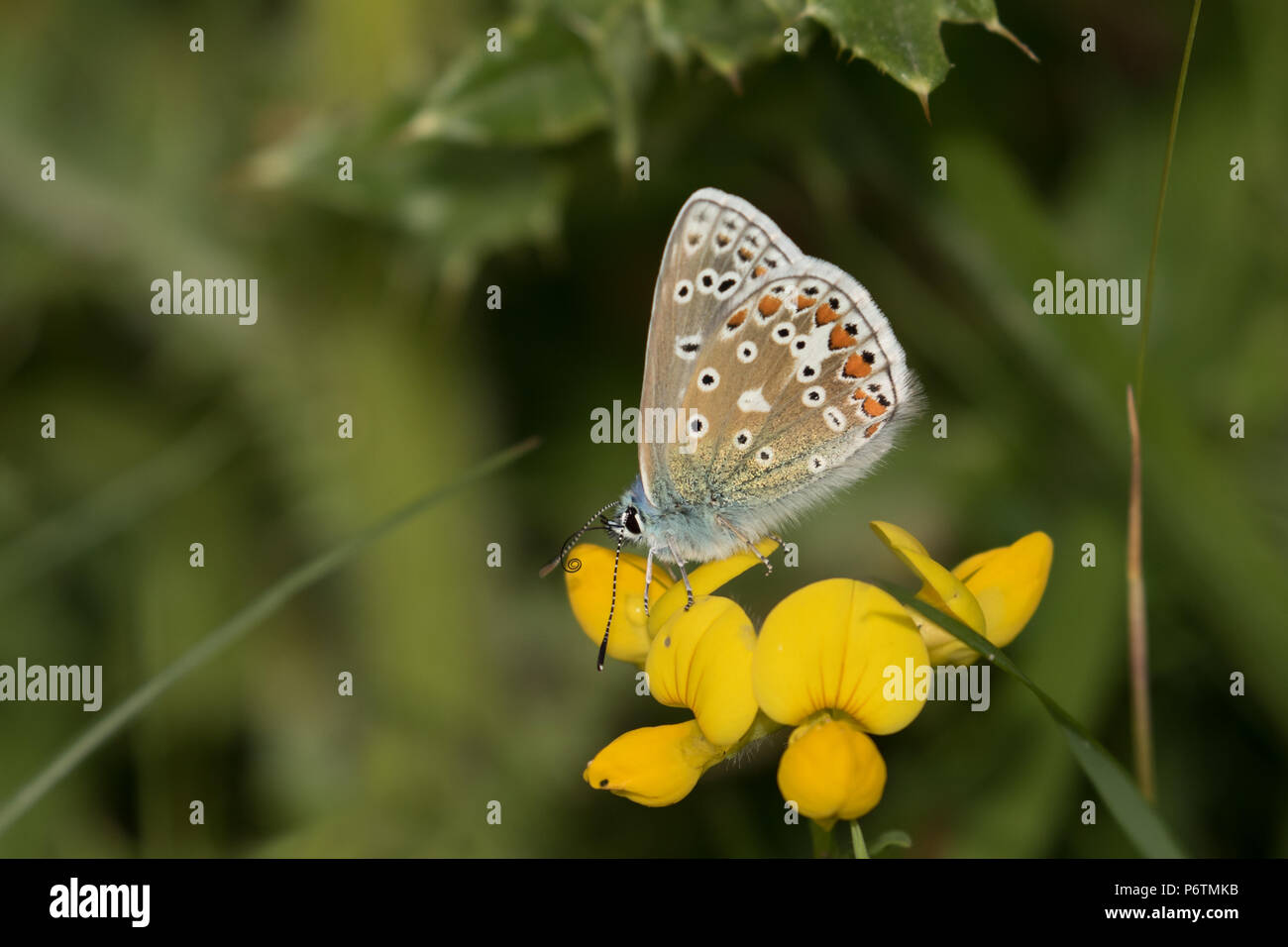 Common Blue butterfly (male Stock Photo - Alamy