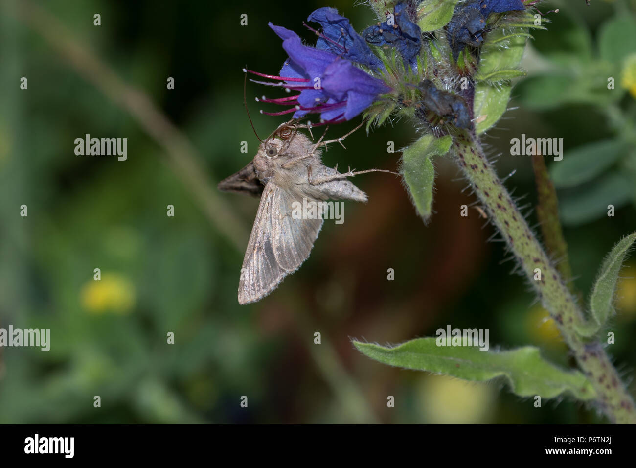 Silver Y moth Stock Photo - Alamy