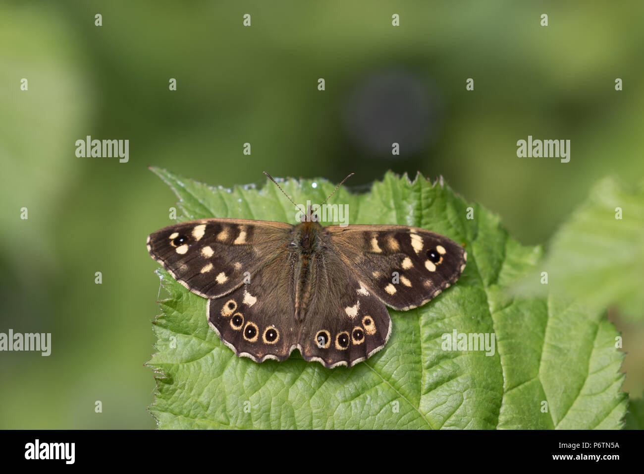 Speckle Wood butterfly Stock Photo - Alamy