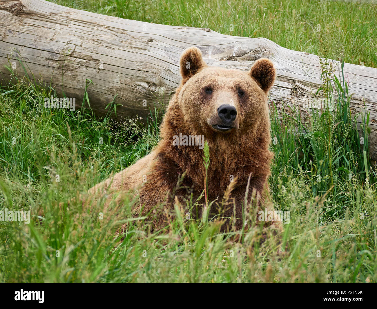 Grizzly Bear and Log Stock Photo - Alamy