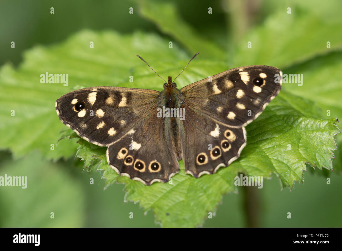 Speckle Wood butterfly Stock Photo - Alamy