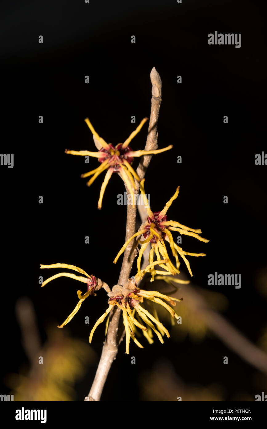 Hybrid Witch Hazel (Hamamelis × intermedia Stock Photo - Alamy