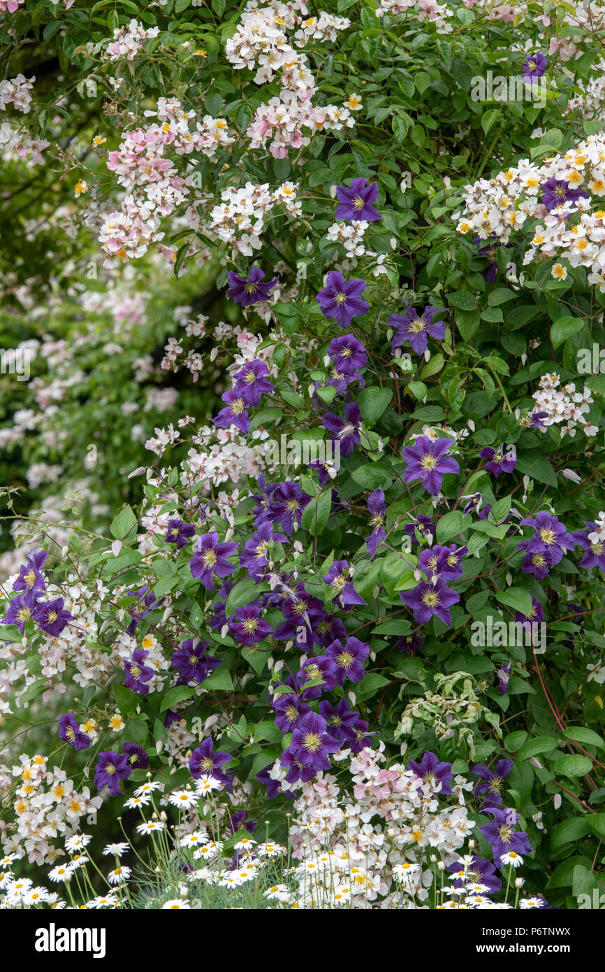 Clematis clematis rose rosa hi-res stock photography and images - Alamy